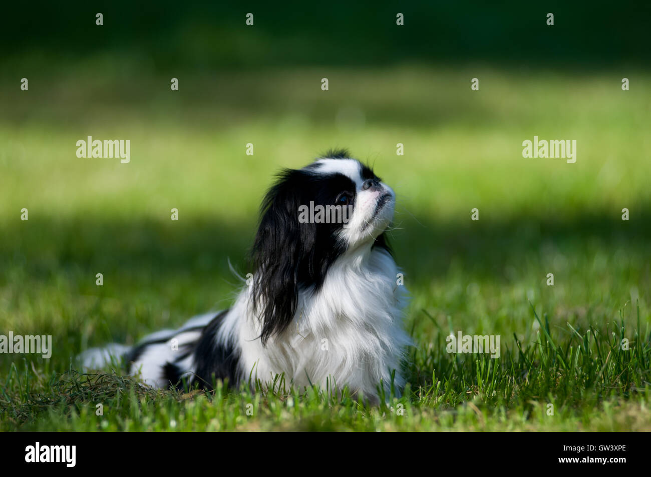 Japanese chin portrait outdoor hi-res stock photography and images - Alamy