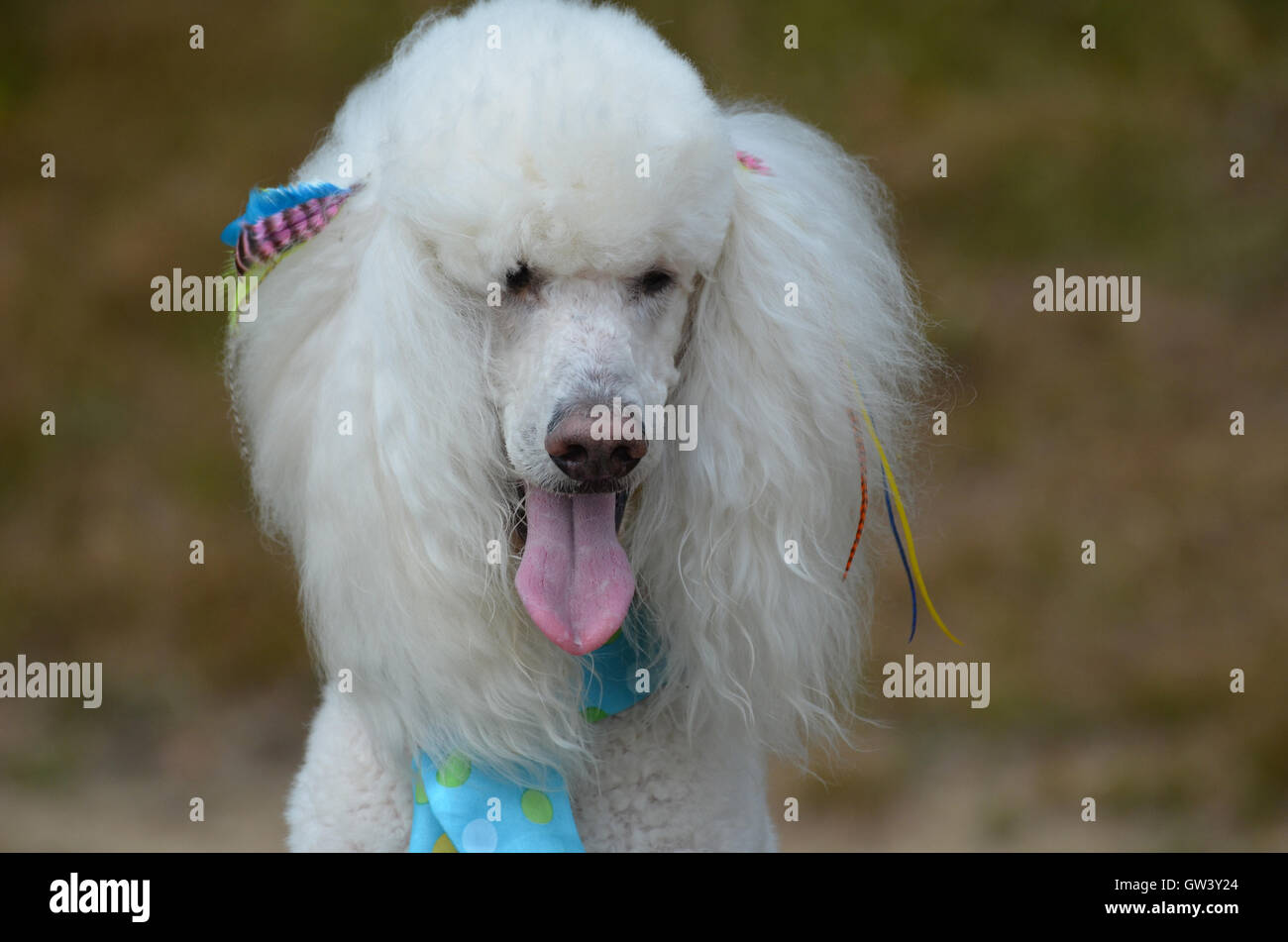 Pretty white standard poodle dog groomed Stock Photo - Alamy