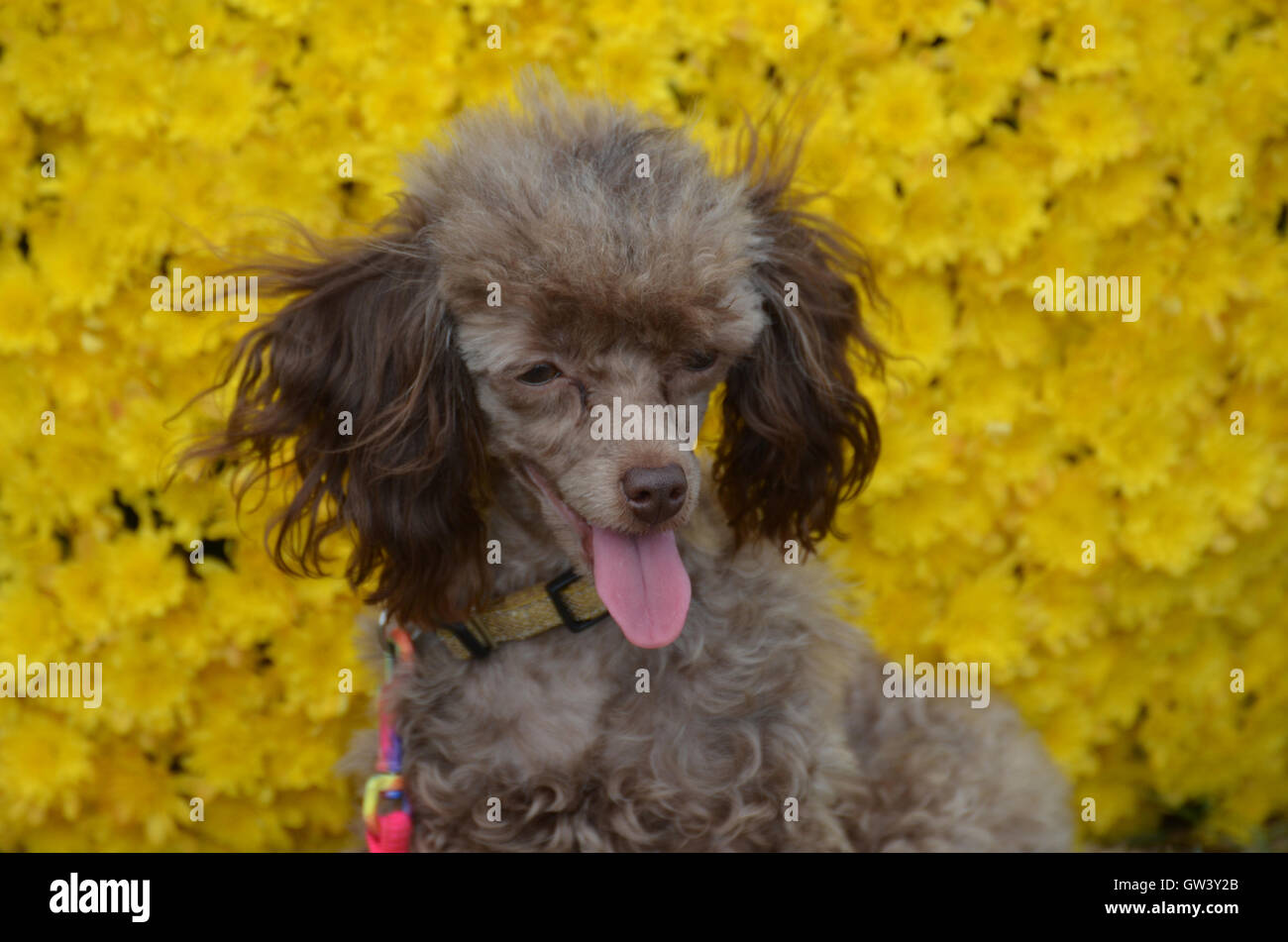 Groomed yellow toy poodle dog with a backdrop of yellow mums Stock ...