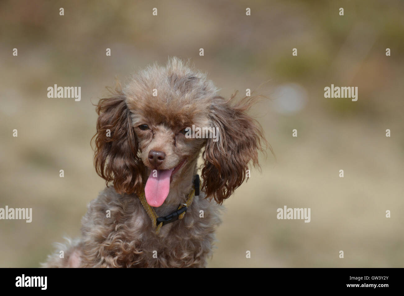 Adorable brown toy poodle pup with a pink tongue Stock Photo - Alamy