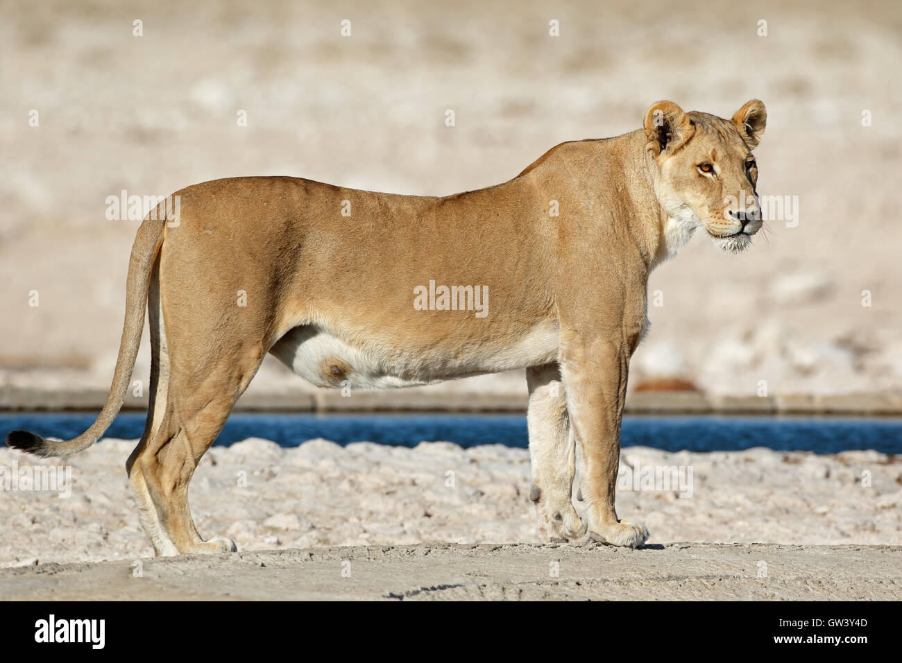 A lioness (Panthera leo) at a waterhole, Etosha National Park, Namibia ...