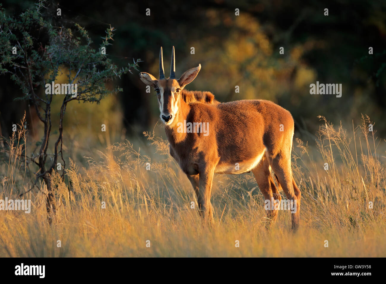 A young sable antelope (Hippotragus niger) in natural habitat, South ...