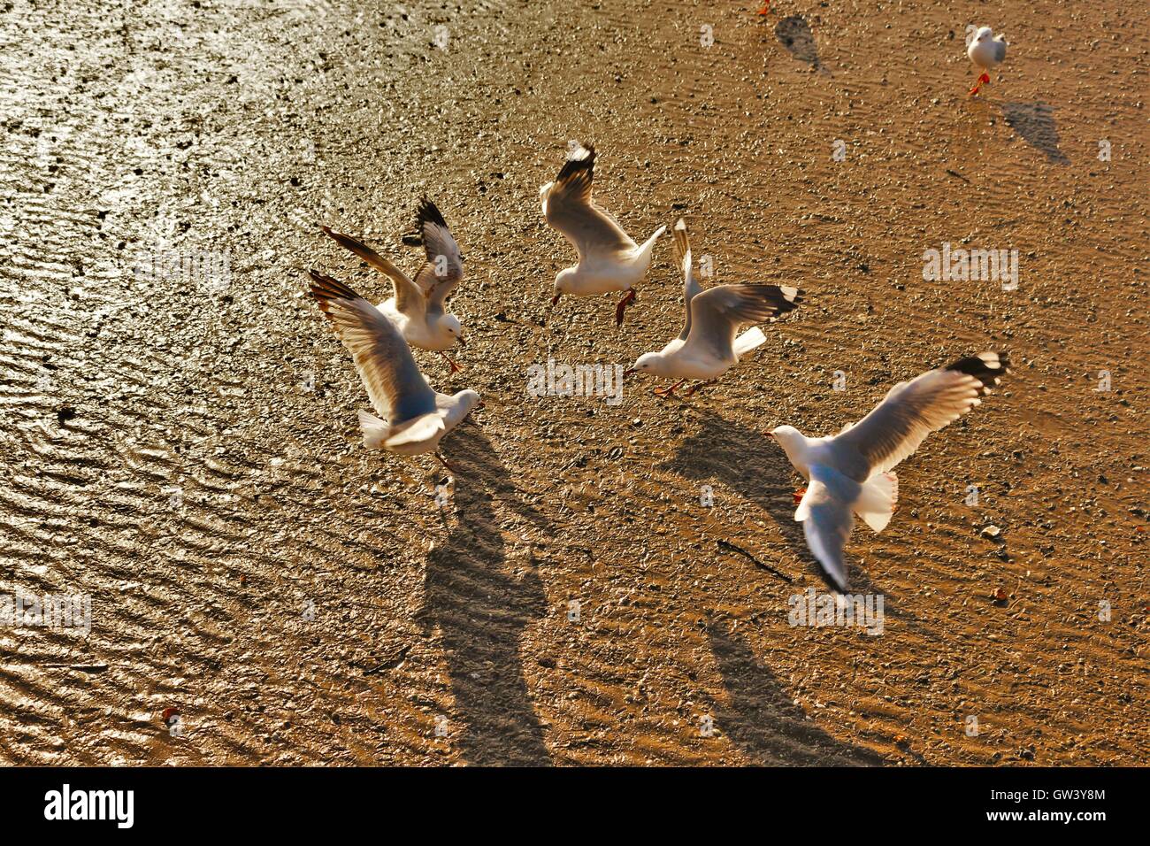 Point Chevalier, Auckland City, North Island, New Zealand Stock Photo ...