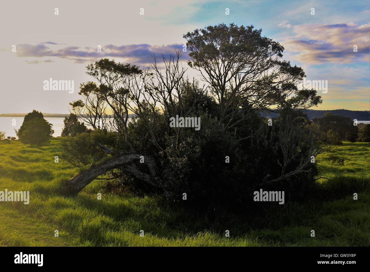 Meola hi-res stock photography and images - Alamy