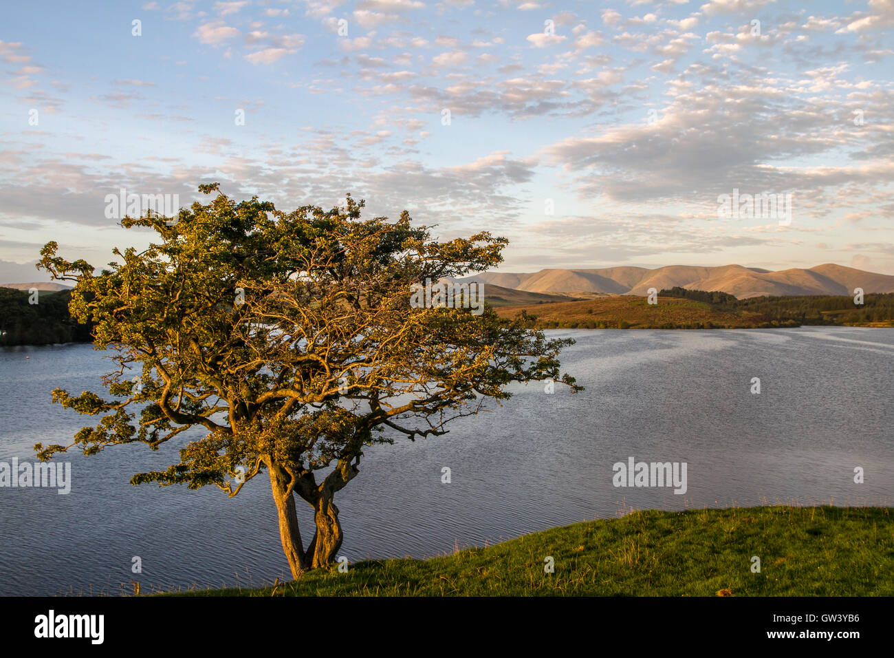 Lone Tree Over Water Stock Photo - Alamy