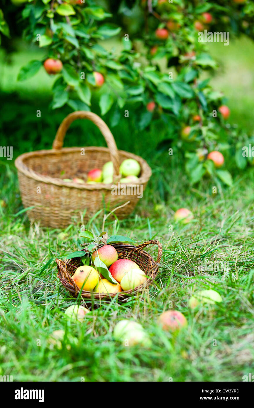 Apples in the basket Stock Photo - Alamy