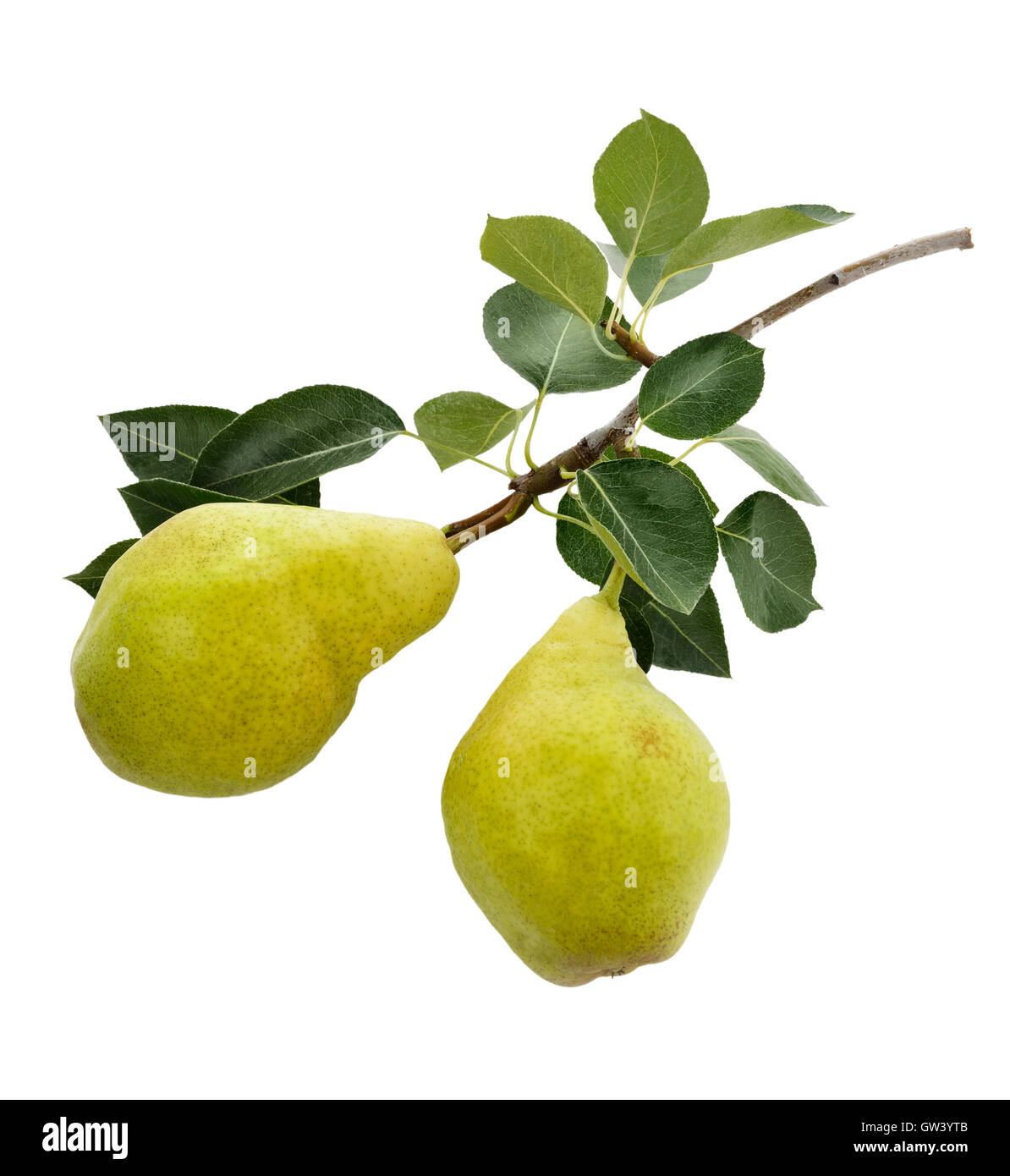 Pear yellow hi-res stock photography and images - Alamy