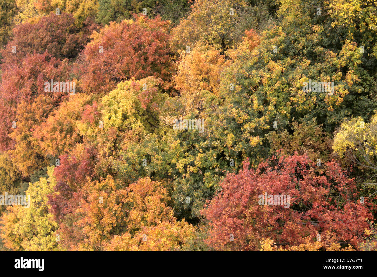 Autumn forest with trees of different colors Stock Photo - Alamy