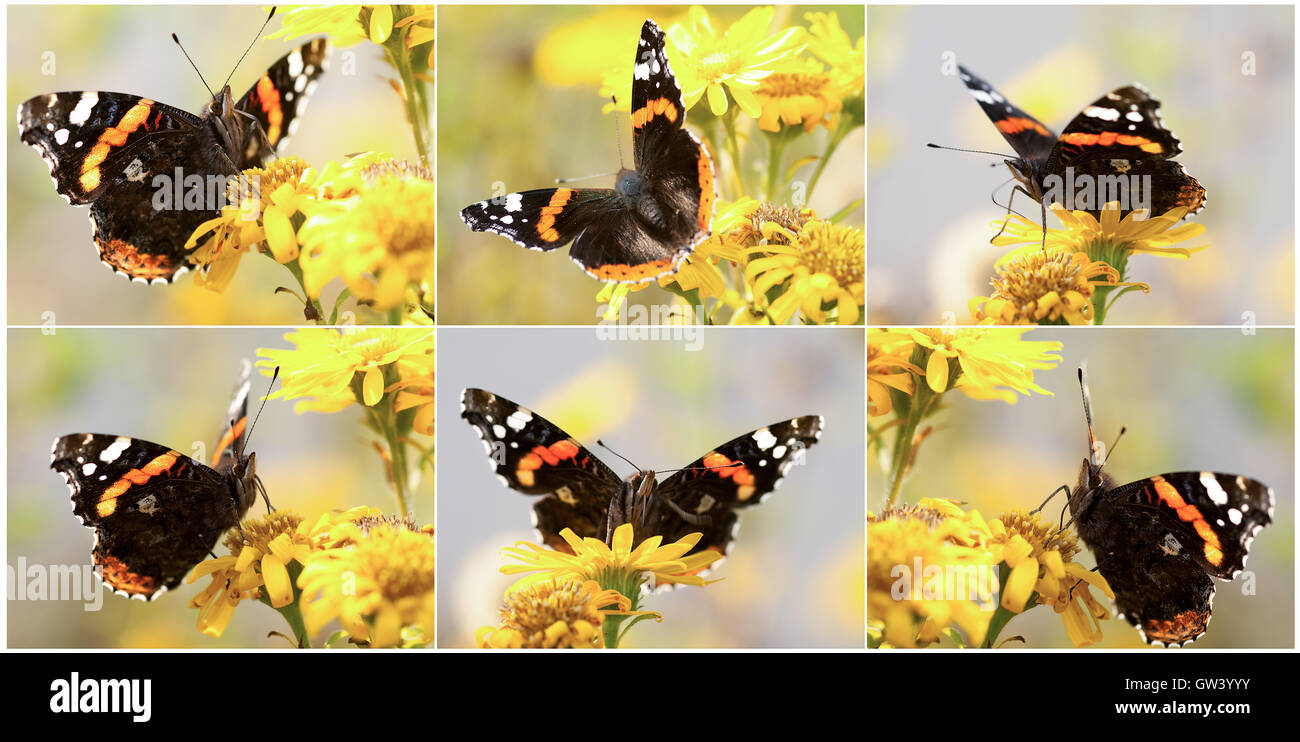 set of the wonderful colored small tortoiseshell butterfly (Agla Stock ...