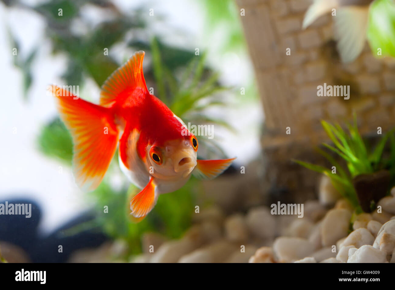 goldfish sucks a rocks in the aquarium Stock Photo - Alamy