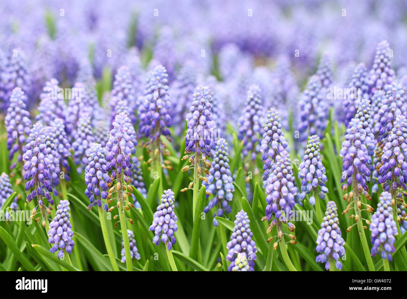 Purple muscari botryoides Stock Photo - Alamy
