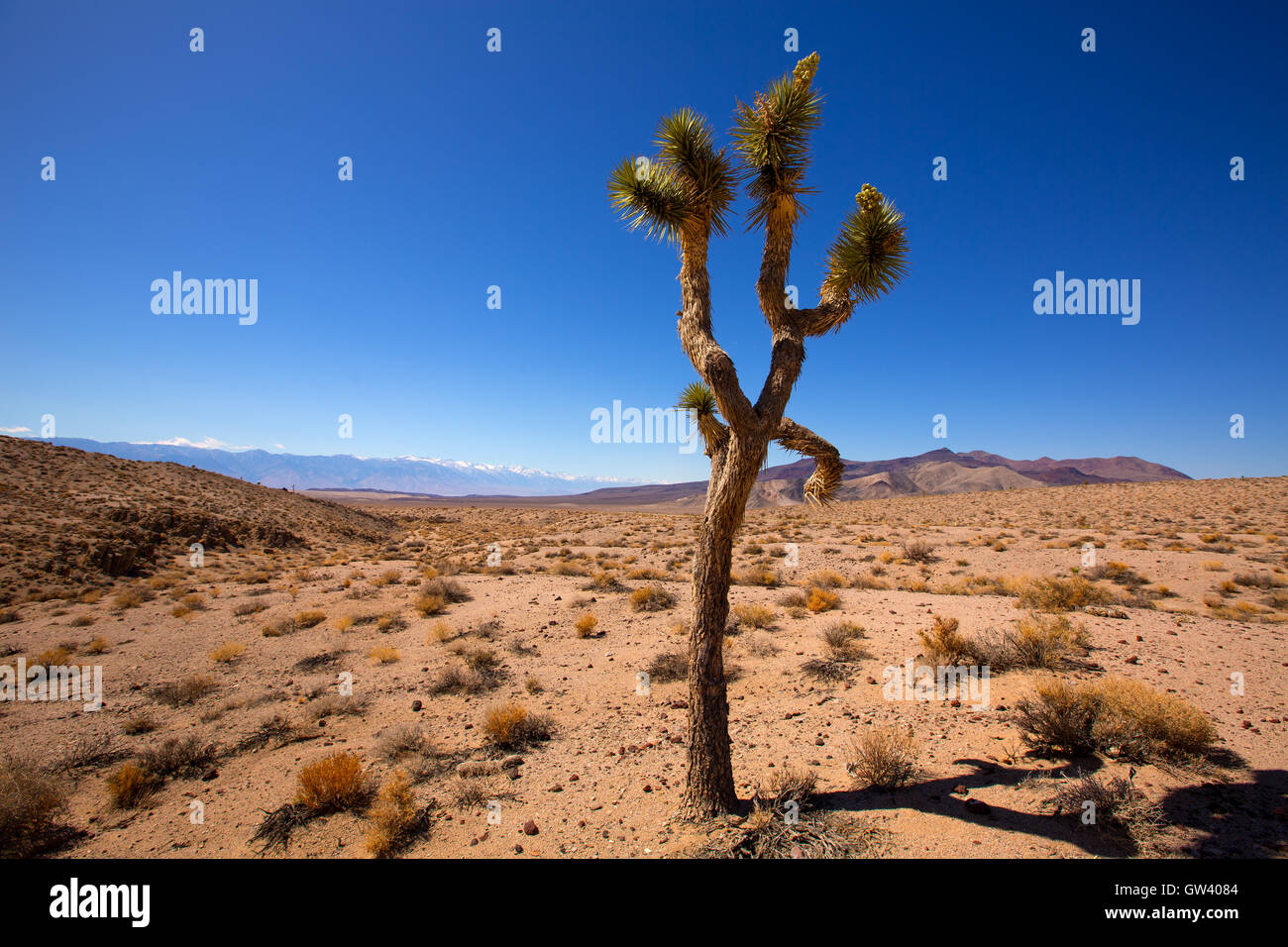 Death Valley joshua tree yucca plant Stock Photo - Alamy