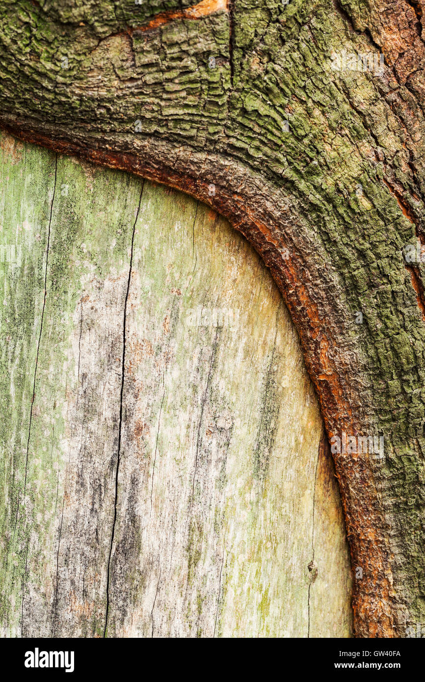 Tree root texture Stock Photo - Alamy