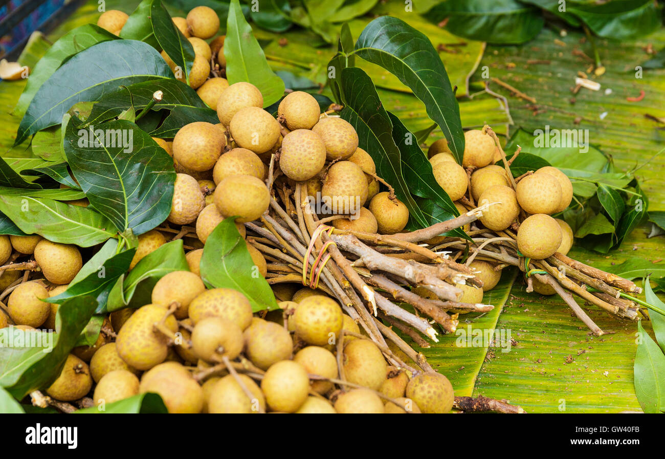 Longan leave hi-res stock photography and images - Alamy
