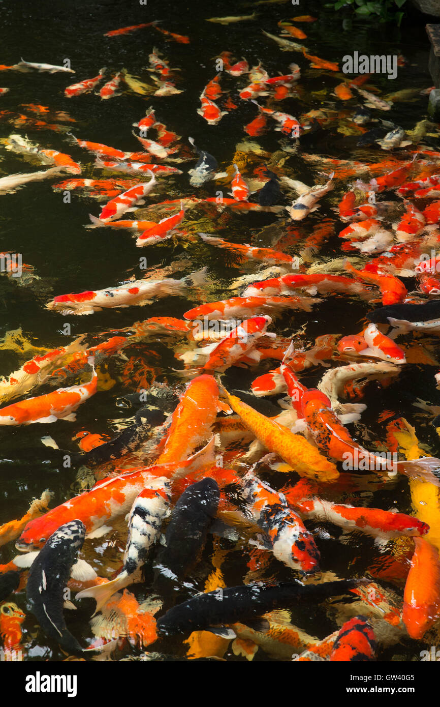 Mouth breeding fish hi-res stock photography and images - Alamy