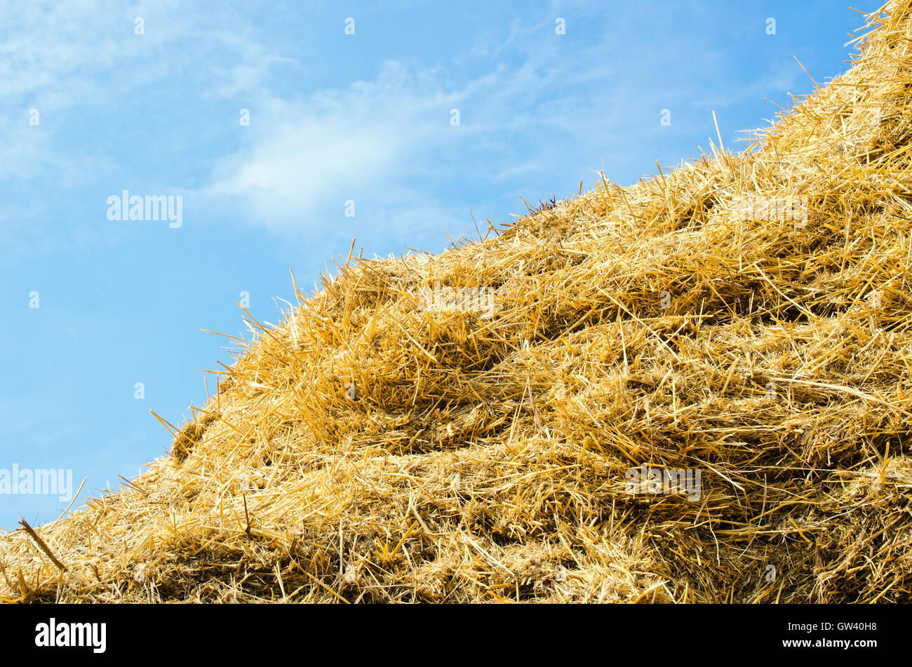 stack of straw Stock Photo - Alamy