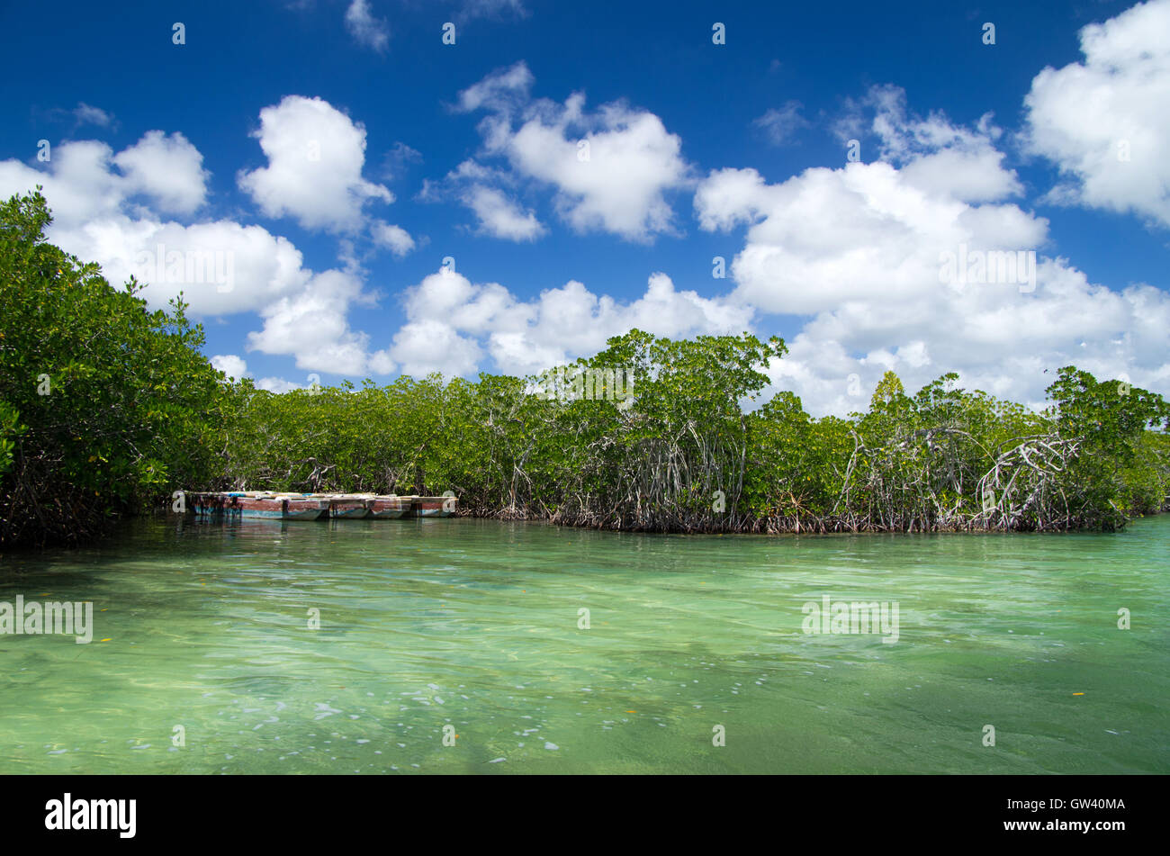 mangrove trees in sea Stock Photo - Alamy