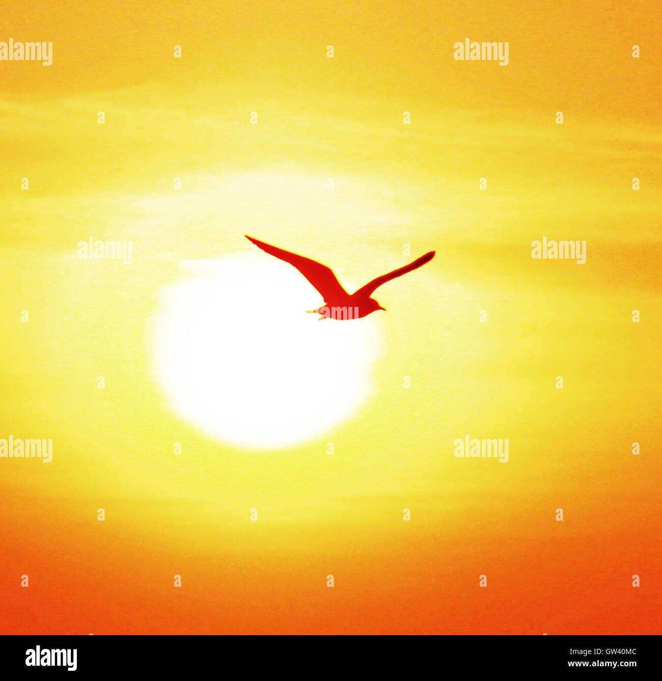 Seagull on sunset background Stock Photo - Alamy