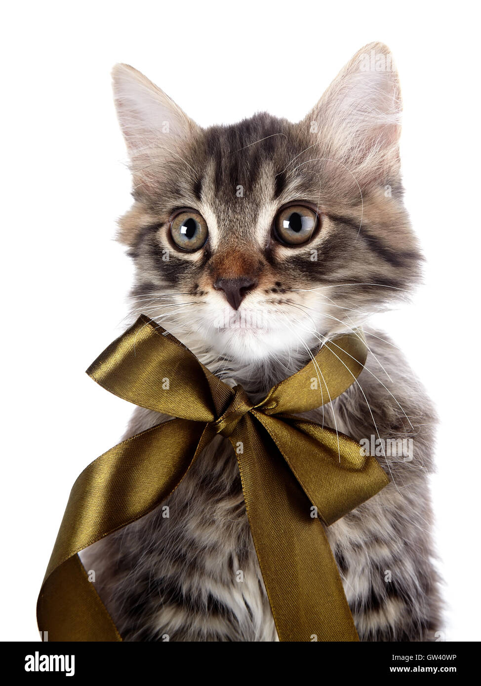 Cat with a bow hi-res stock photography and images - Alamy
