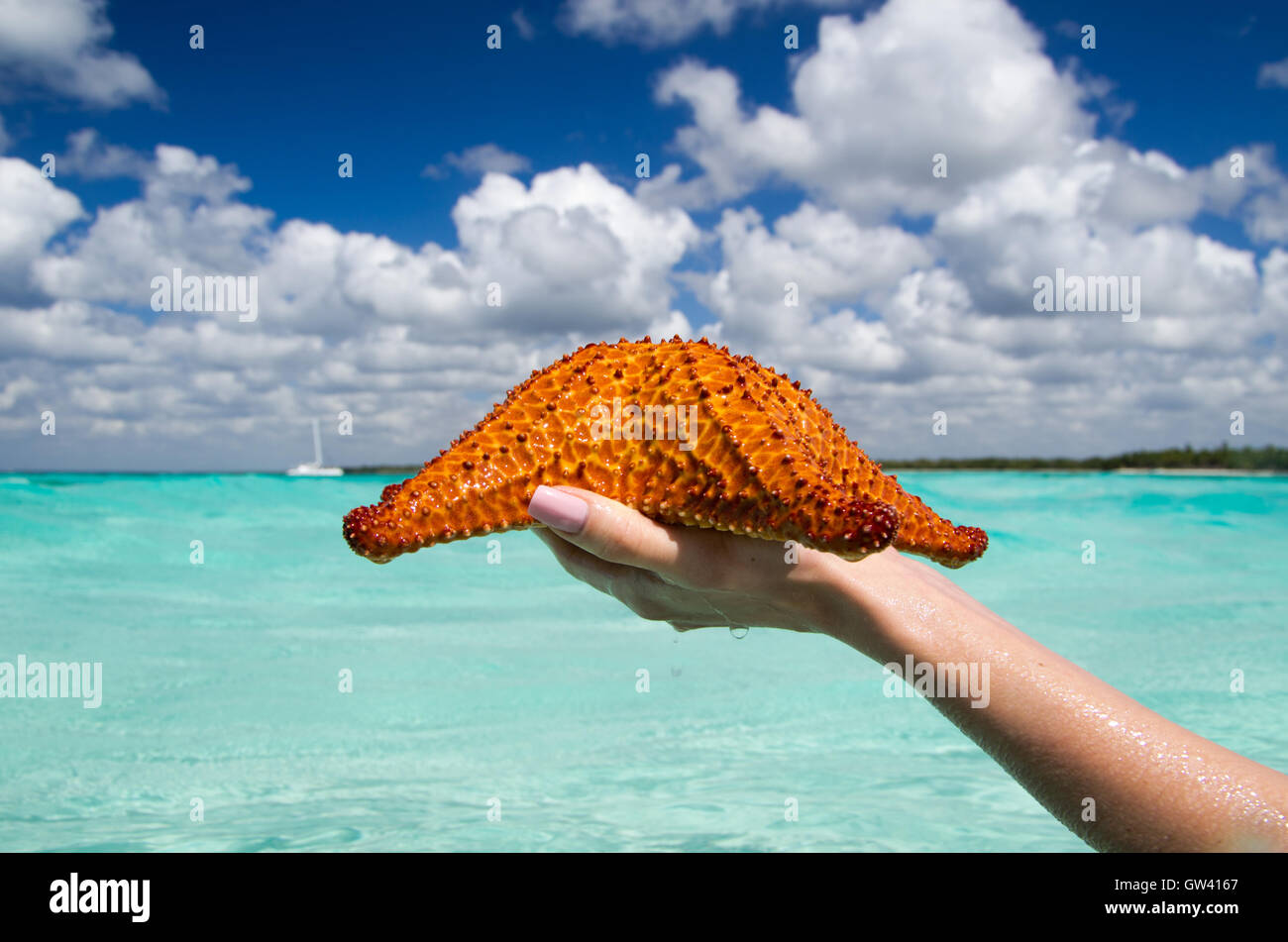 Starfish in hand Stock Photo - Alamy