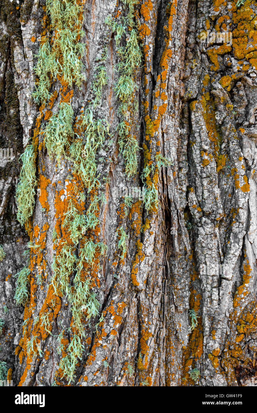 Colorful moss on a tree Stock Photo - Alamy