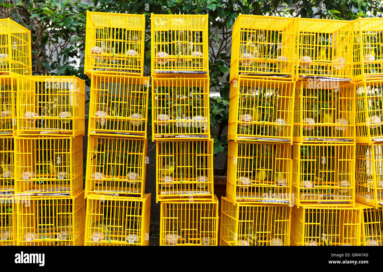 Bird Market in Hong Kong Stock Photo - Alamy