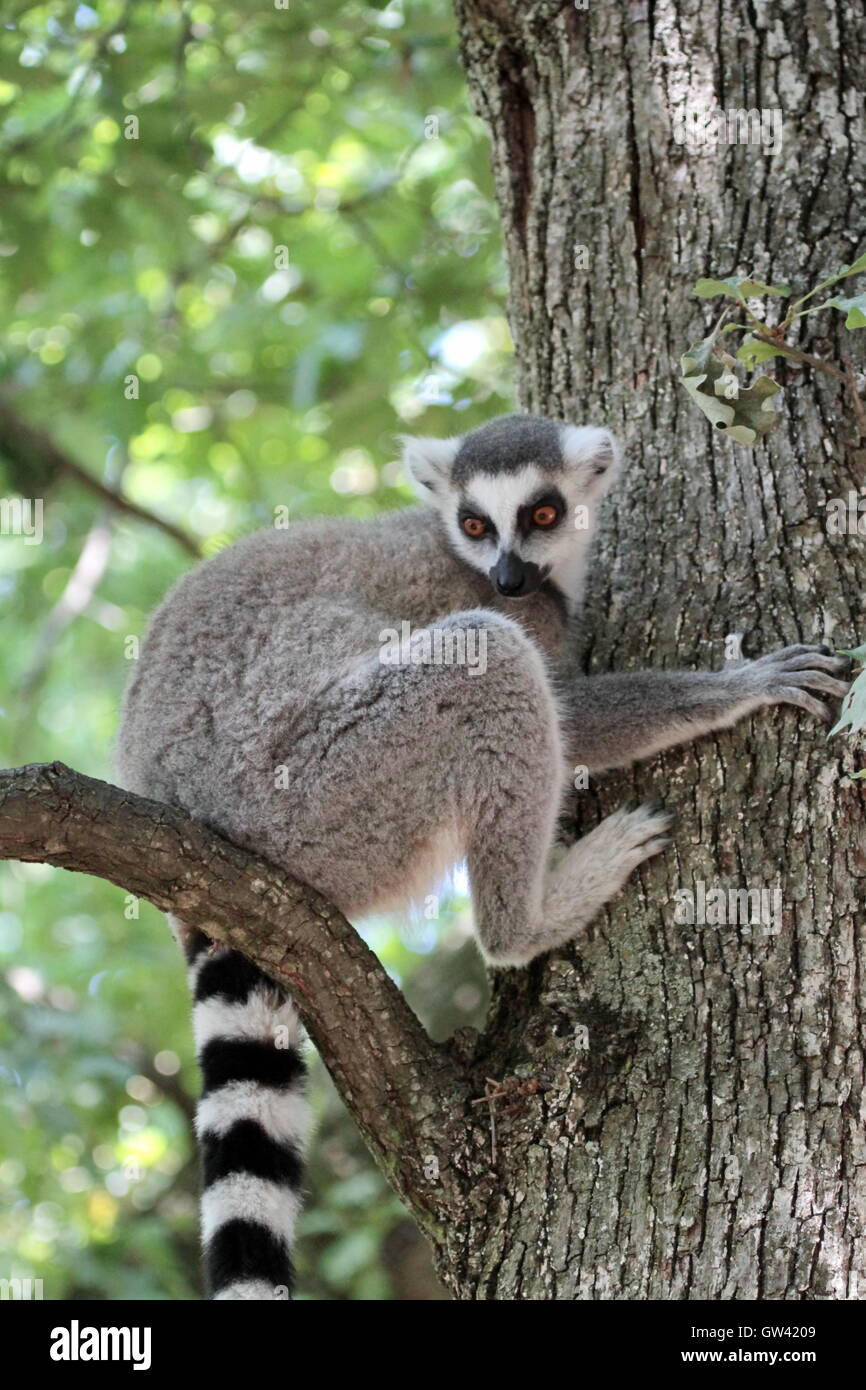 Lemur catta (maki) of Madagascar Stock Photo - Alamy
