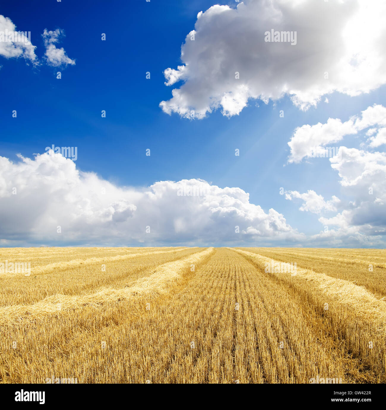 harvest in windrows under cloudy sky Stock Photo - Alamy