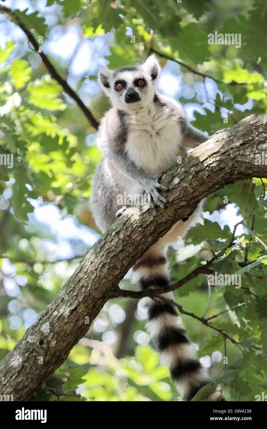 Lemur catta (maki) of Madagascar Stock Photo - Alamy