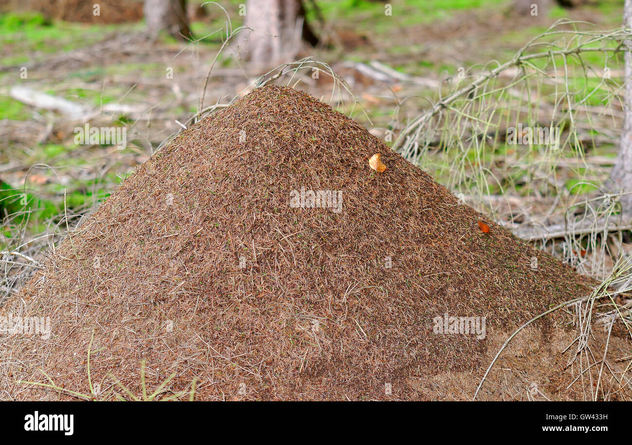 Anthill anthill hi-res stock photography and images - Alamy