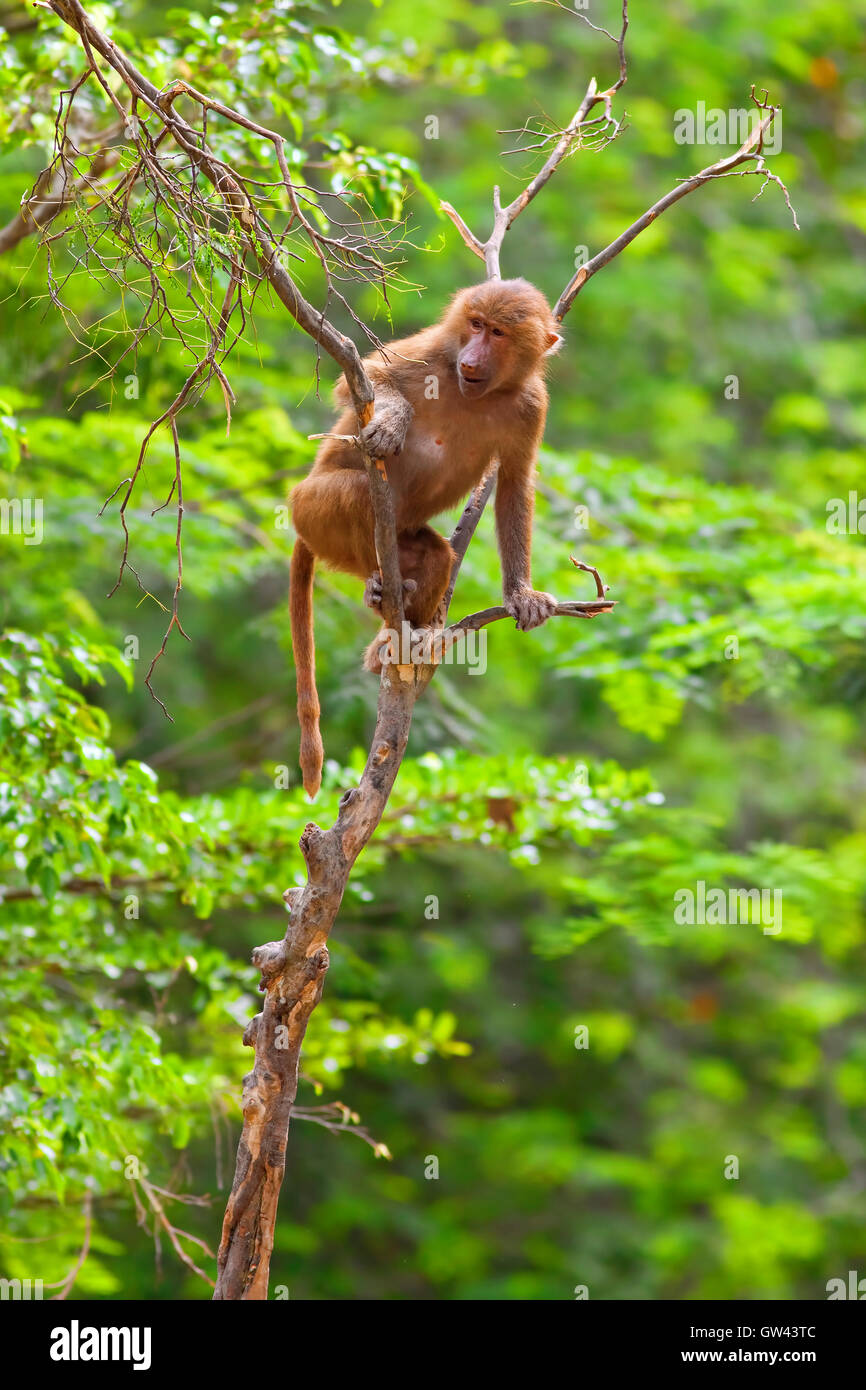 Acrobatic animal hi-res stock photography and images - Alamy