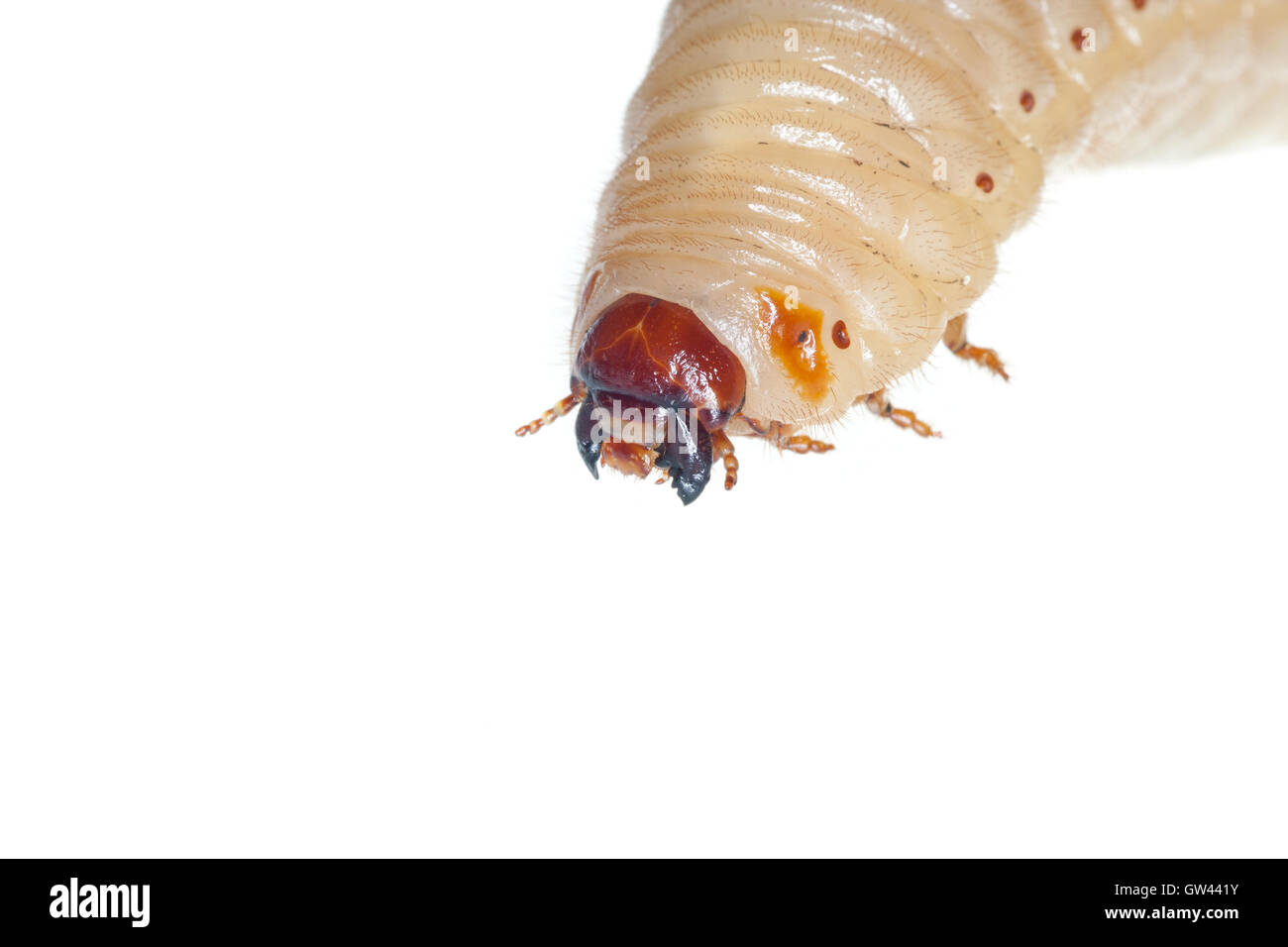 Nasty worm hi-res stock photography and images - Alamy