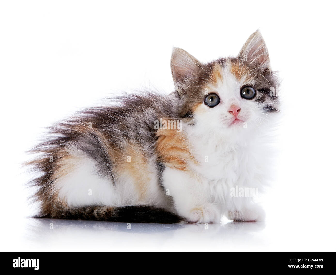 Small Multi-colored cat on a white background Stock Photo - Alamy