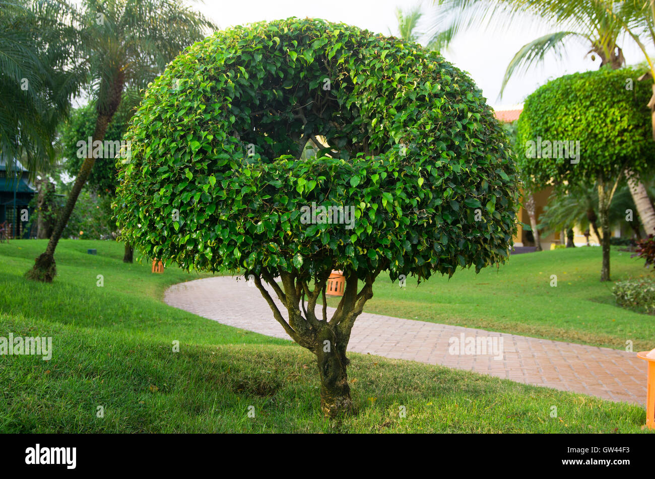 Round ornamental tree hi-res stock photography and images - Alamy