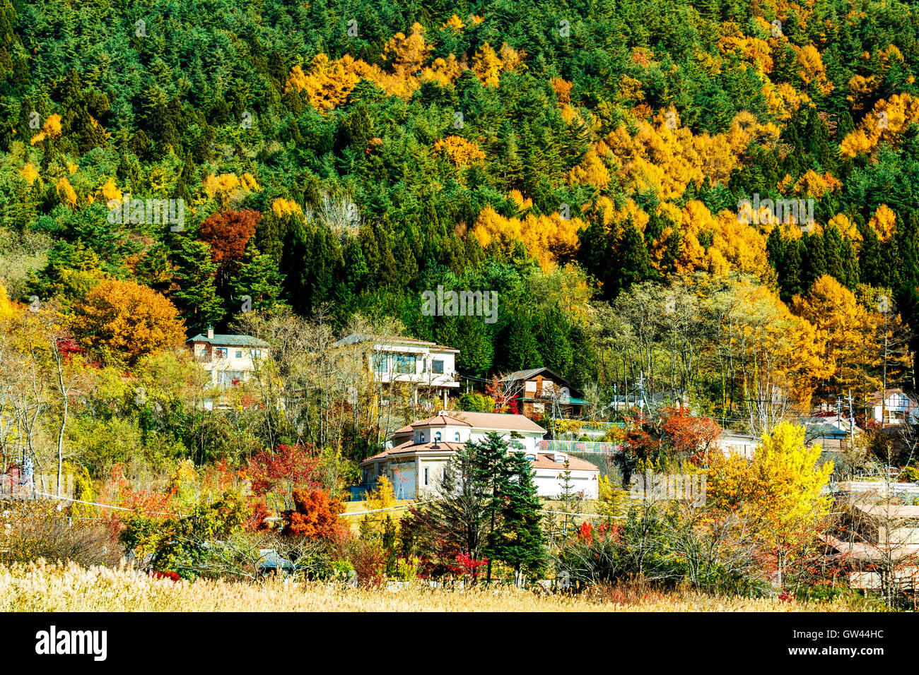 Village in forest Stock Photo - Alamy
