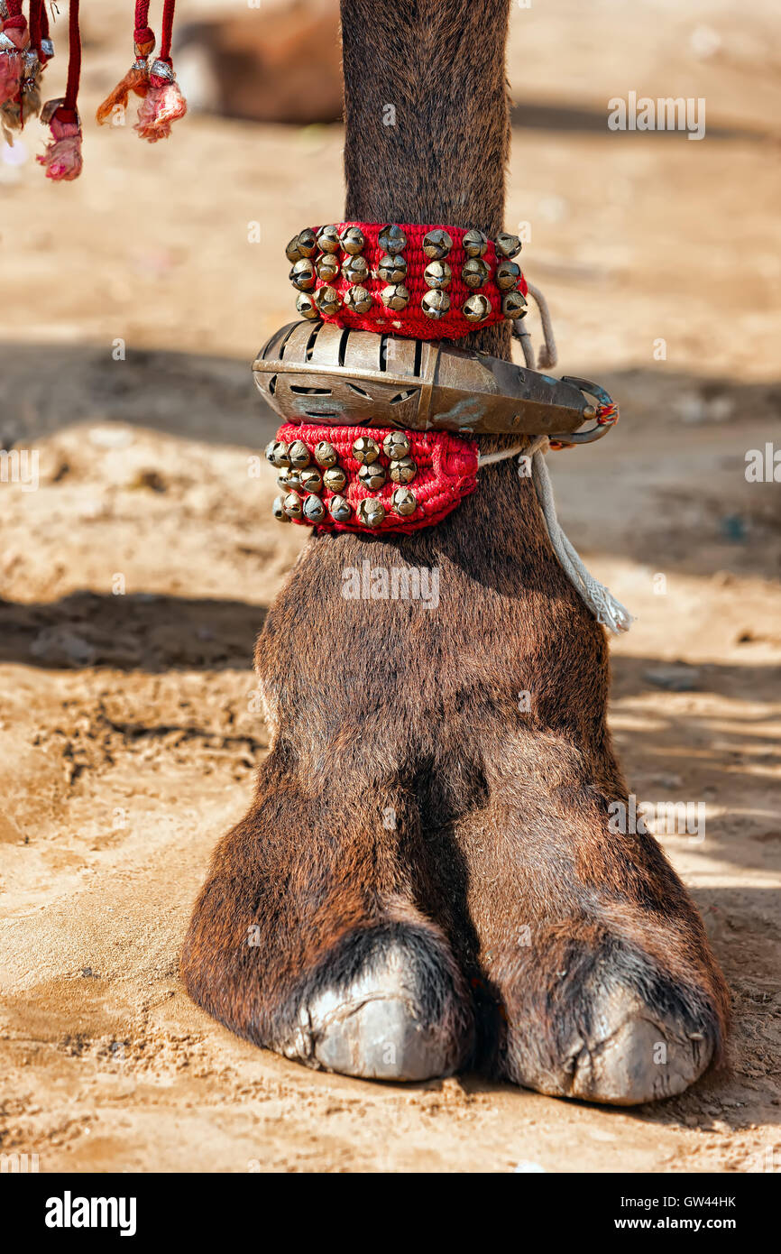 Camel foot hi-res stock photography and images - Alamy