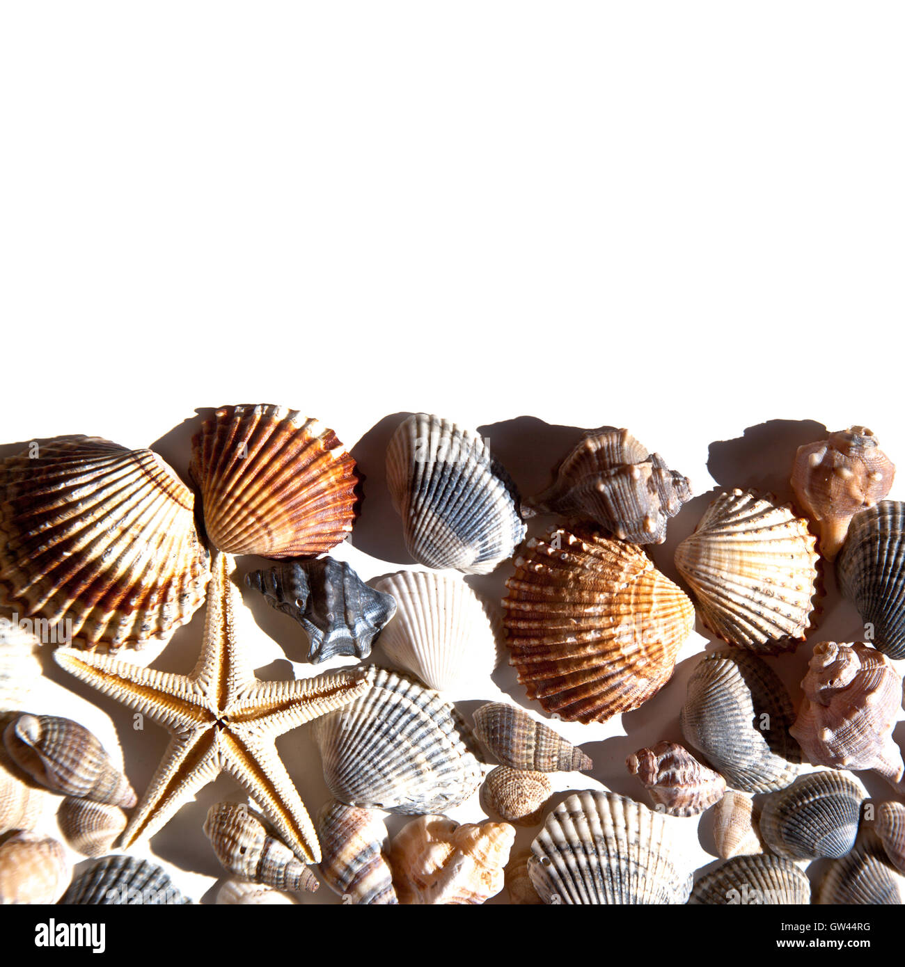 sea shells and star Stock Photo - Alamy