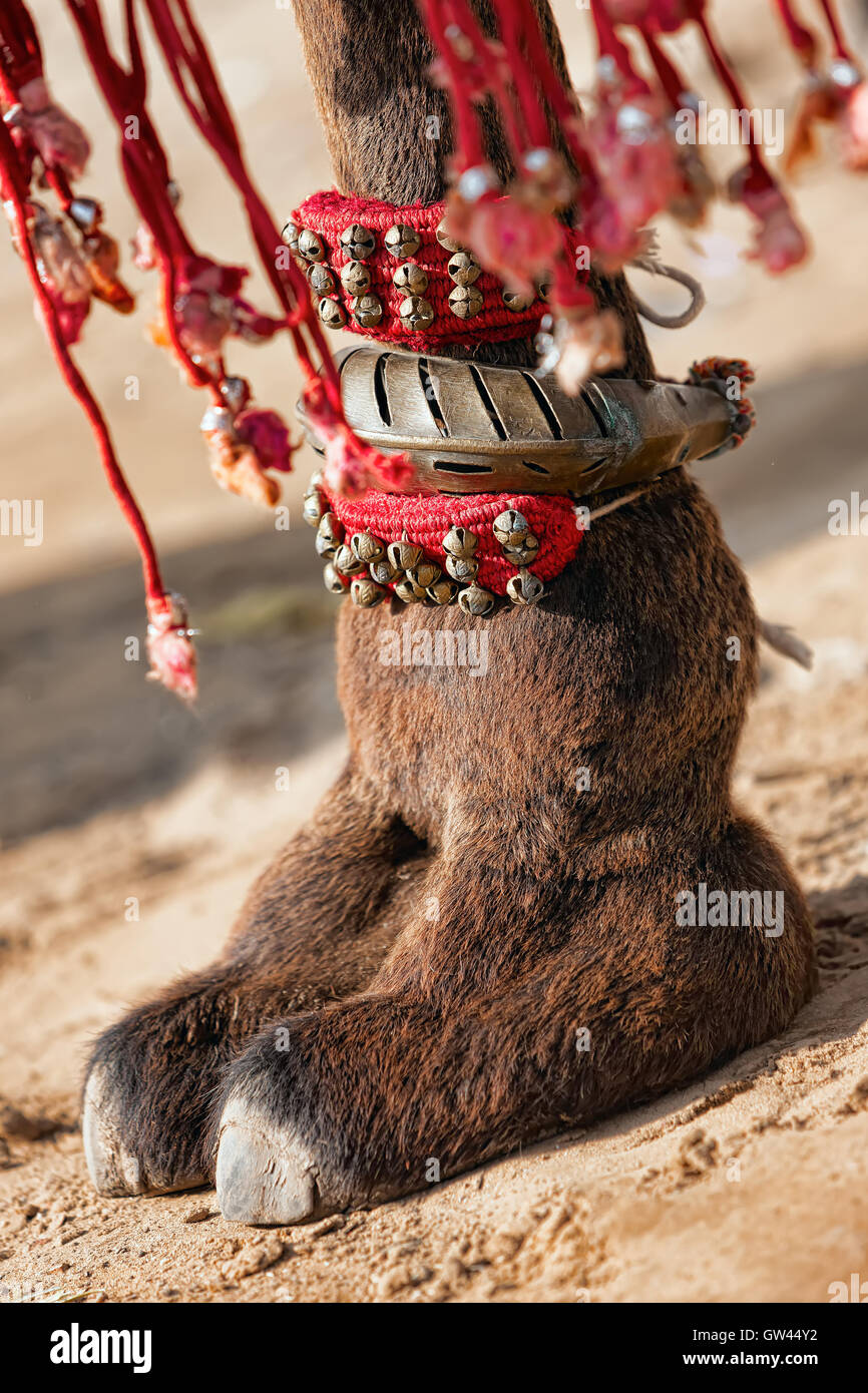Camel foot hi-res stock photography and images - Alamy