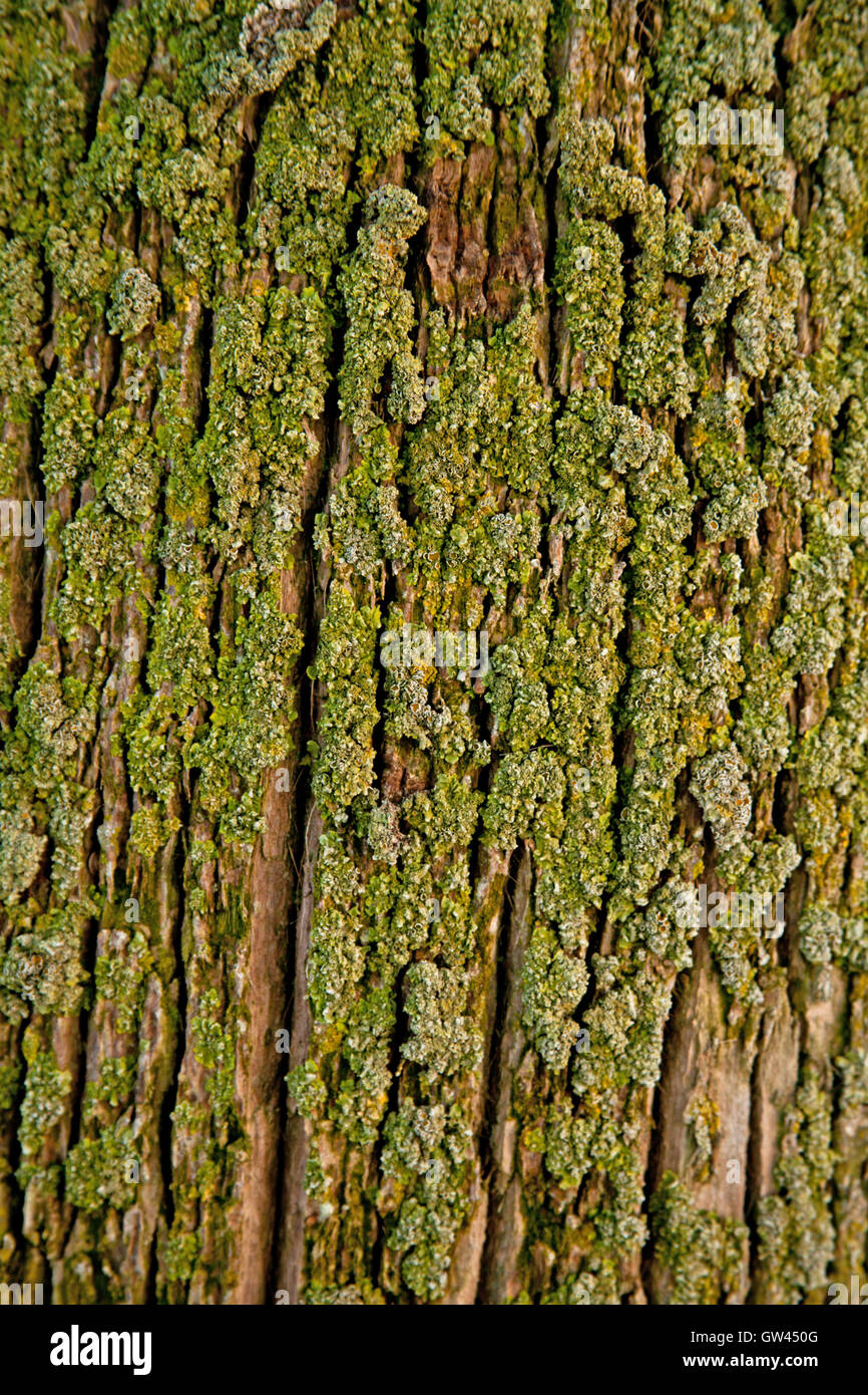 old tree texture Stock Photo - Alamy