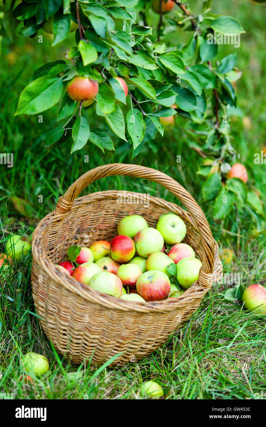Apples in the basket Stock Photo - Alamy