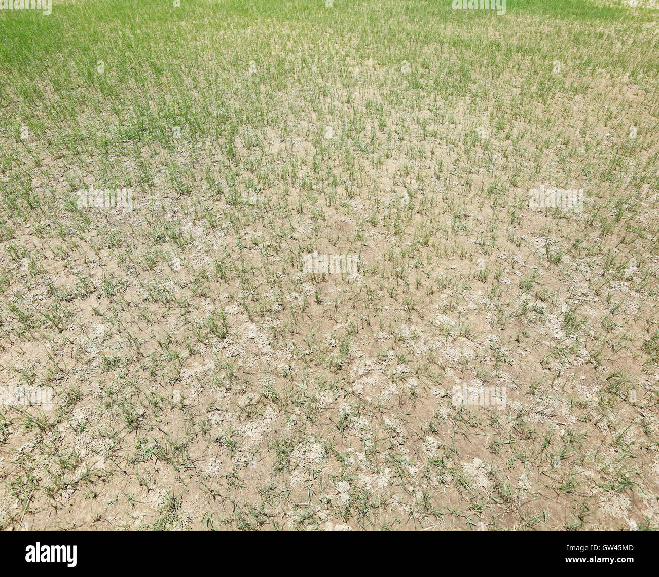 Dried turf hi-res stock photography and images - Alamy