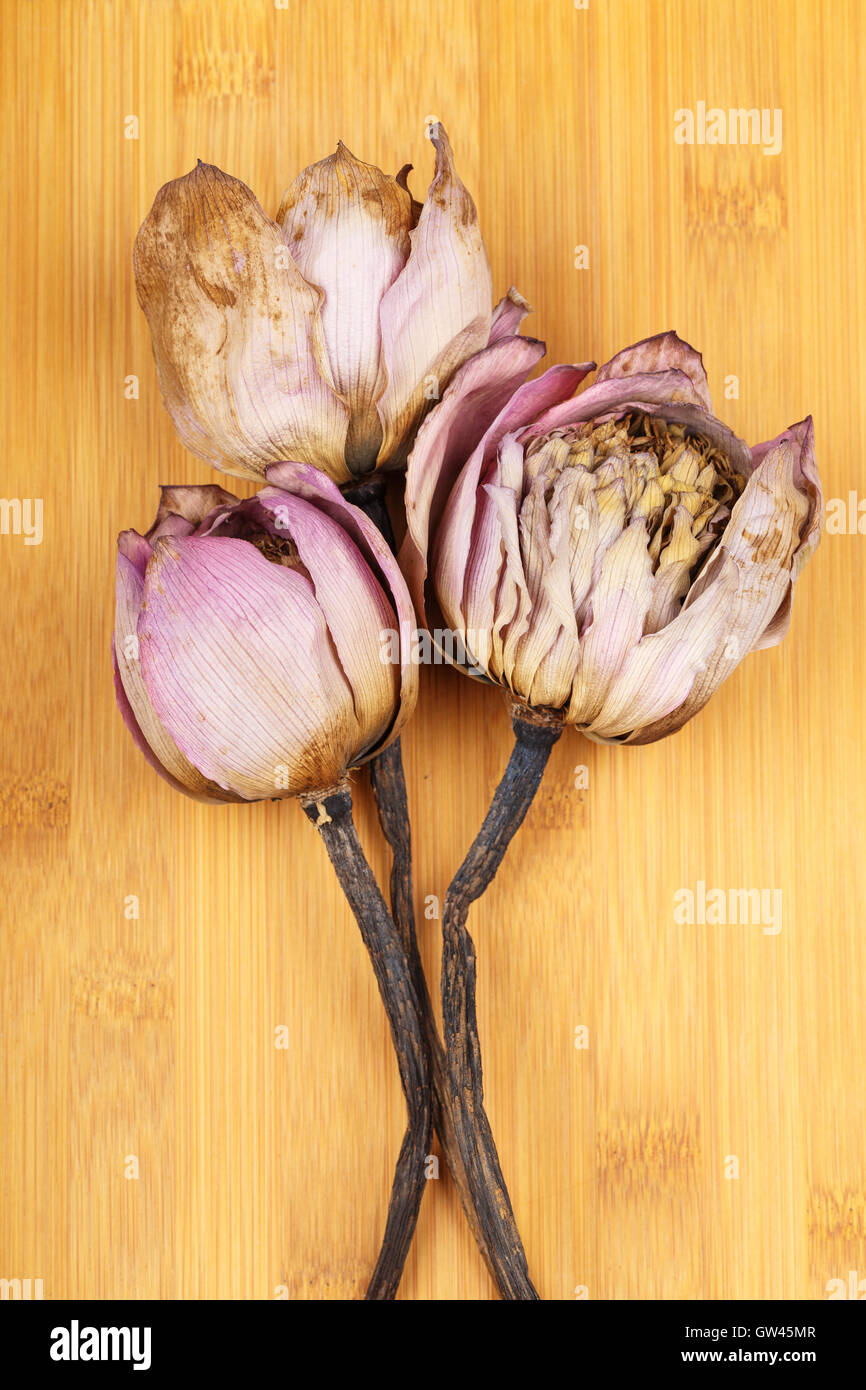 Dry lotus close up Stock Photo - Alamy