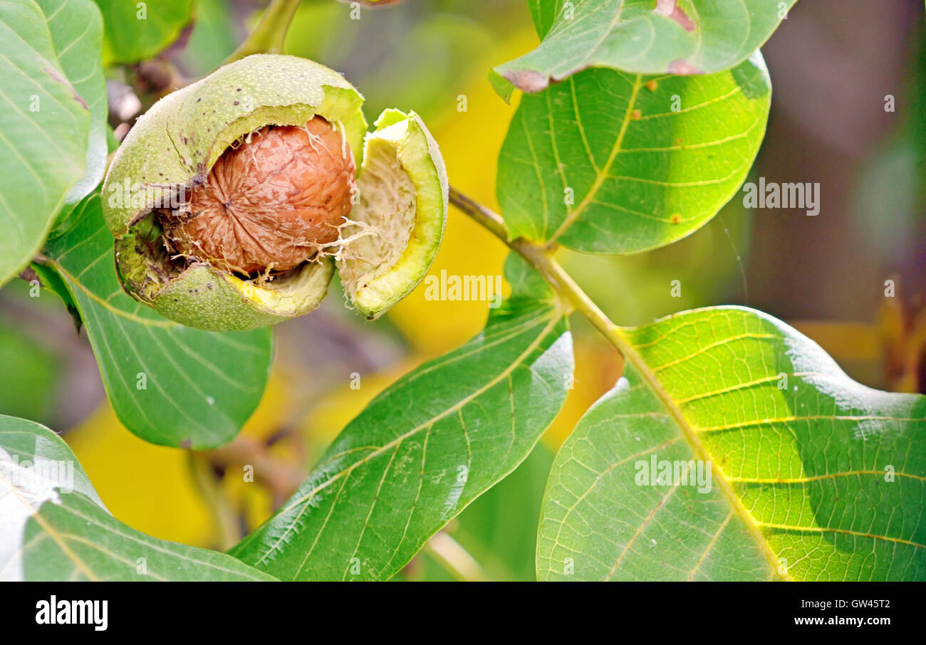 ripe walnut in opened shell Stock Photo - Alamy