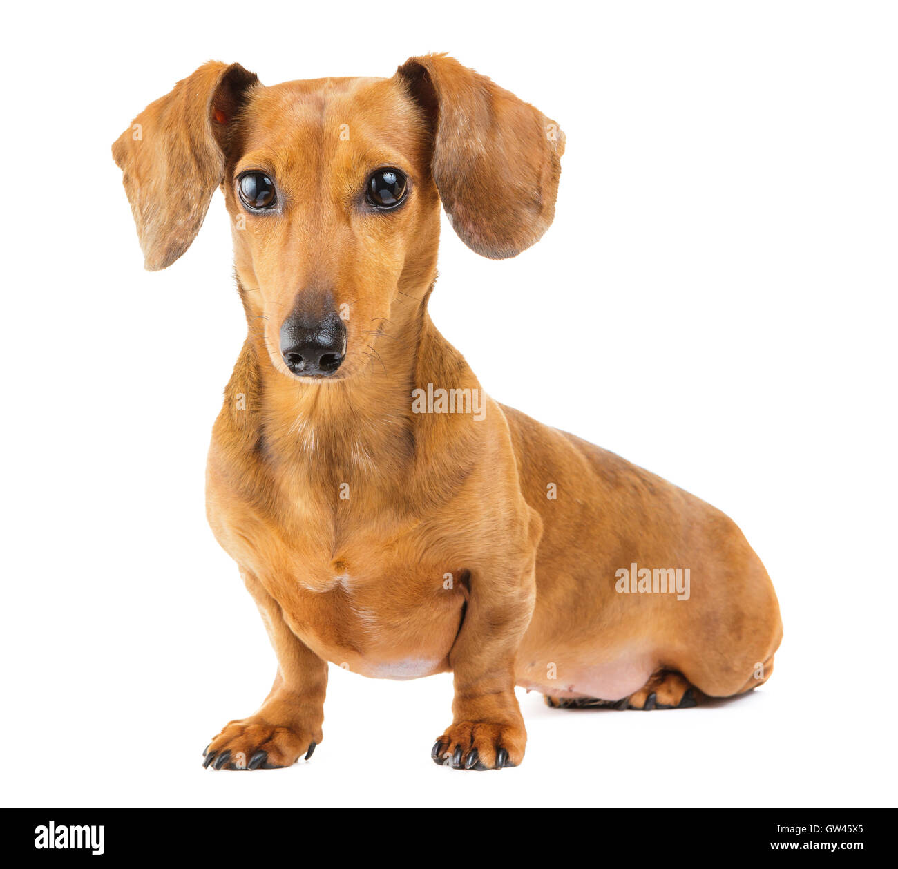 Dachs hi-res stock photography and images - Alamy