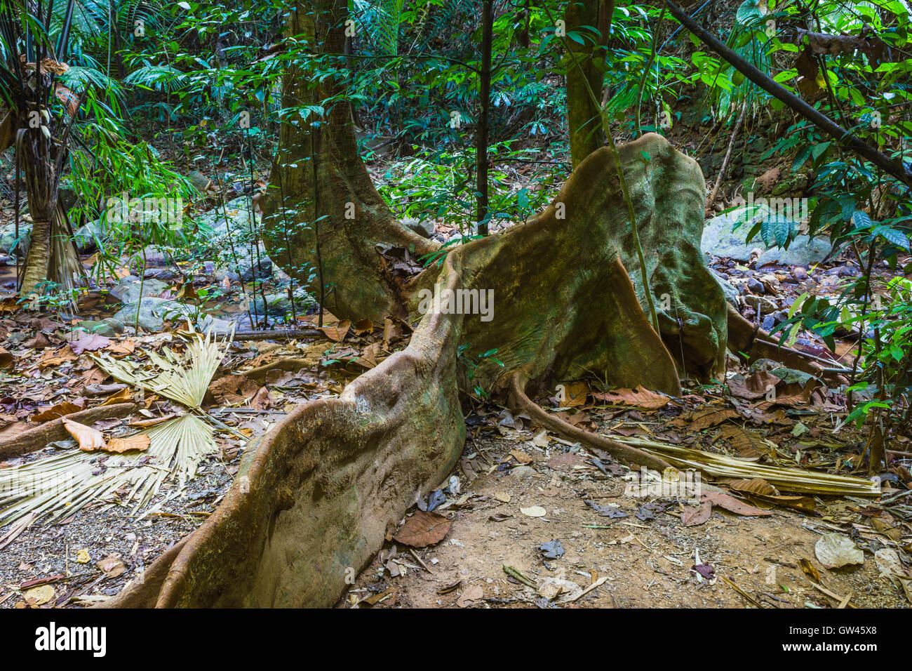 tropical jungles of South East Asia Stock Photo - Alamy