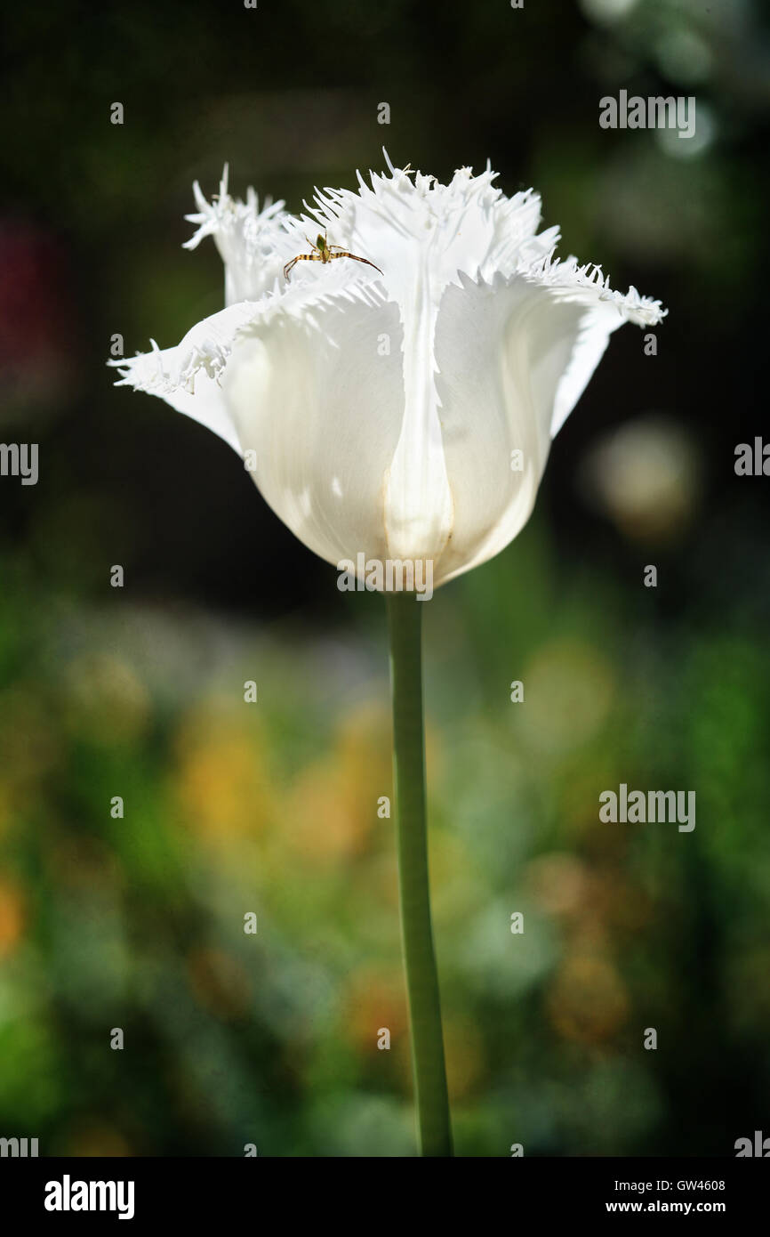 Parrot tulip hi-res stock photography and images - Alamy