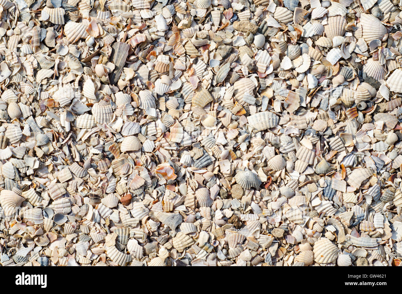 pieses of sea shells Stock Photo - Alamy