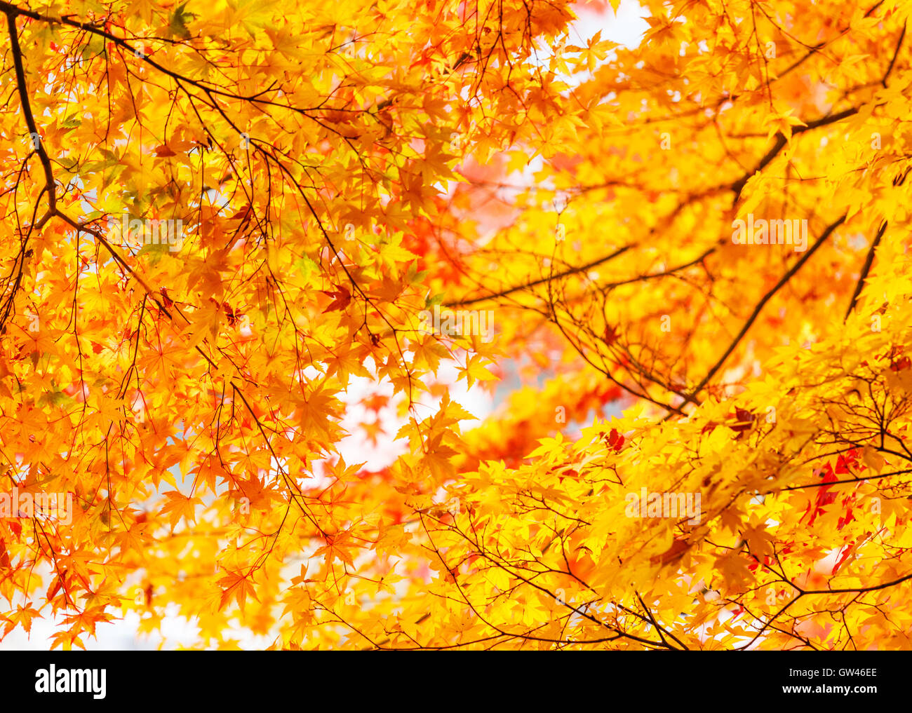 Autumn maple leave detail hi-res stock photography and images - Alamy