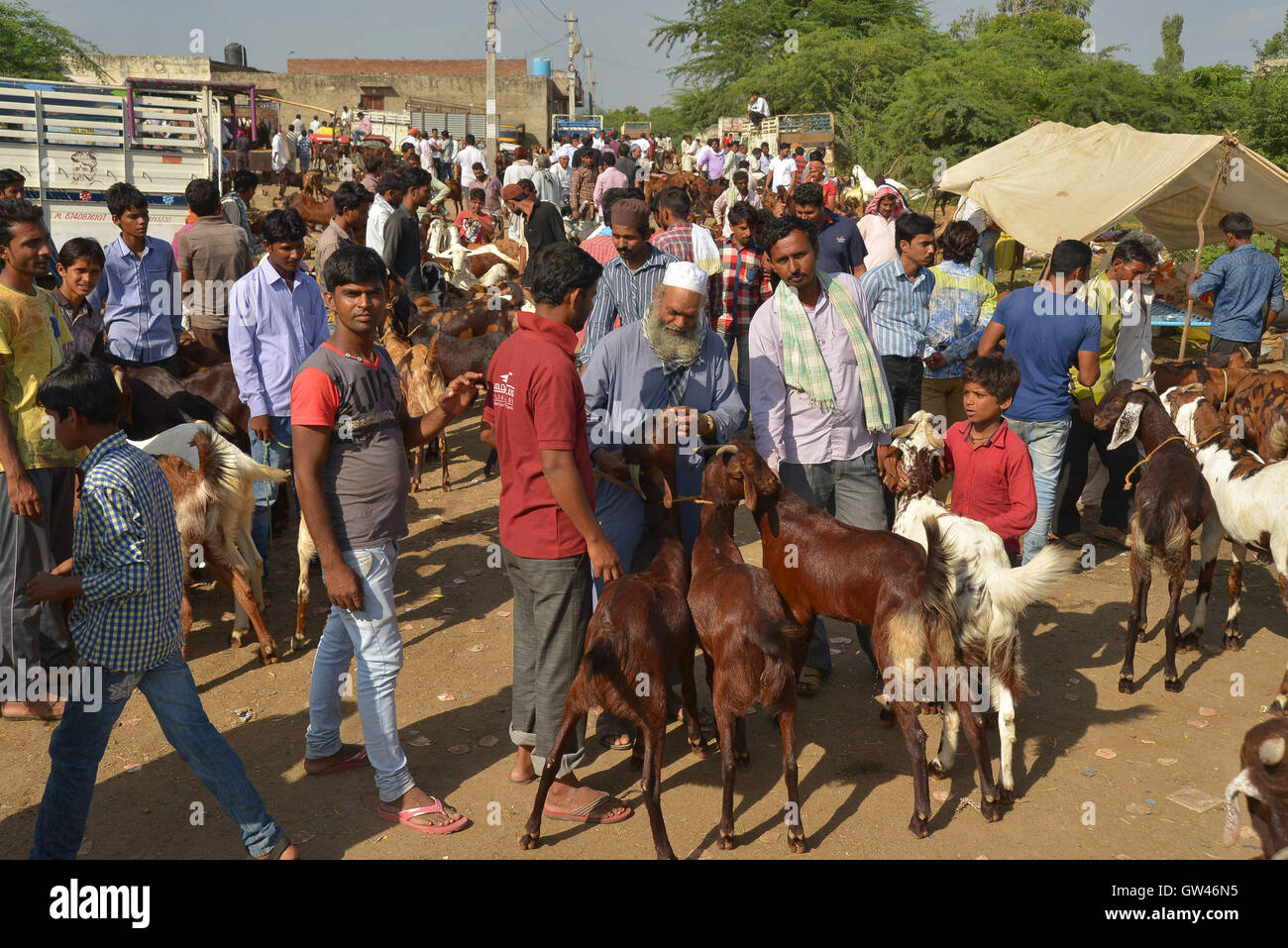 A livestock merchant exposes the teeth of a goat to determine the age ...