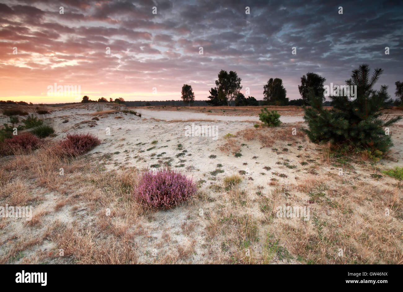 Heather sand hi-res stock photography and images - Alamy